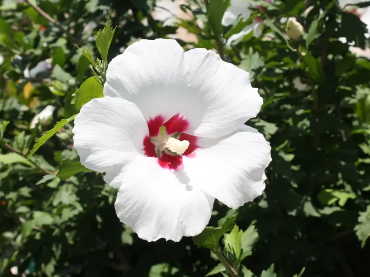Qué significa la rosa de Saron en la tradición cristiana - San Sebastián