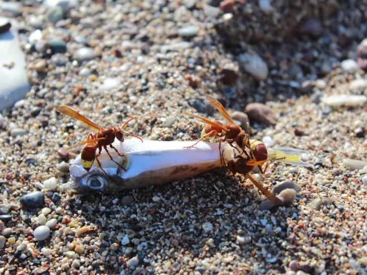 Cómo definirías la palabra abnegado - San Sebastián
